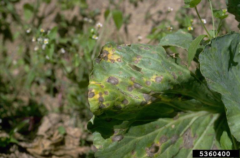 Alternaria black molds / stem cankers (Genus Alternaria Nees)