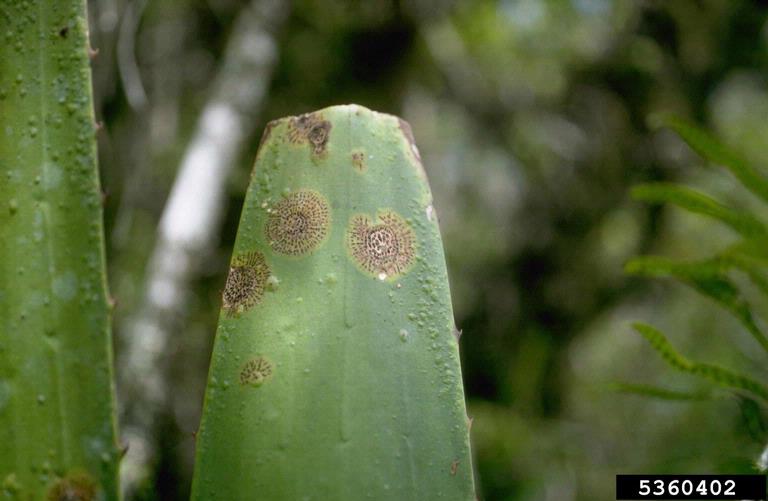 Microsphaeropsis concentrica (Syd.) B. Sutton