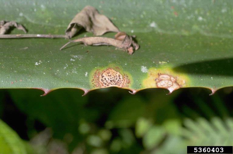 Coniothyrium fungus (Coniothyrium concentricum ) on yucca (Yucca spp ...