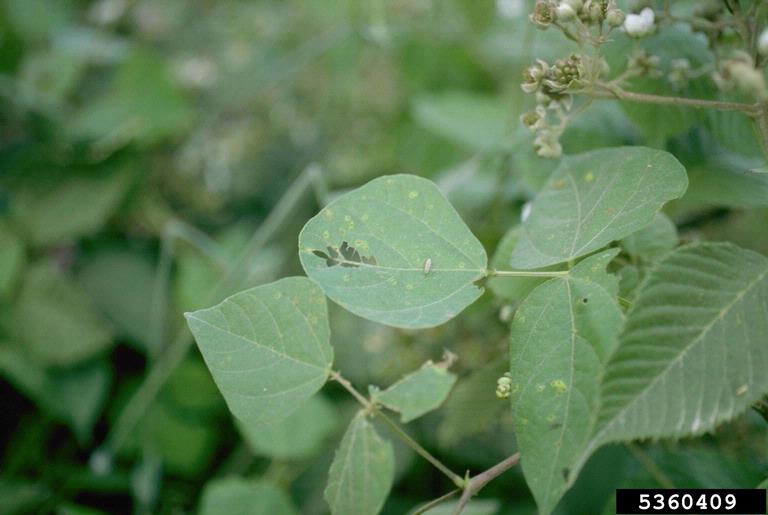 dry bean rust (Uromyces appendiculatus)