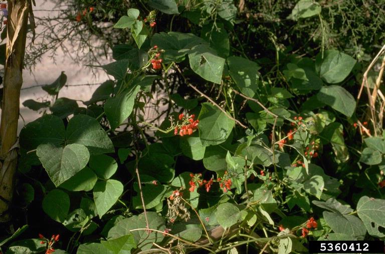 common bean (Phaseolus vulgaris)