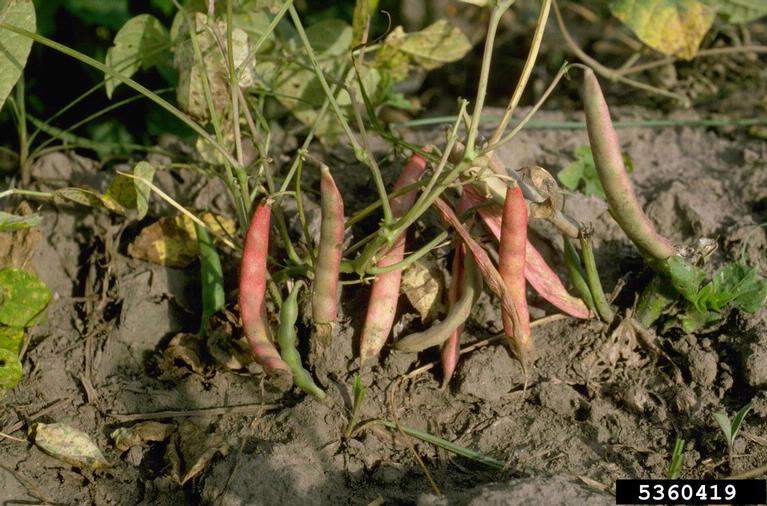 common bean (Phaseolus vulgaris L.)