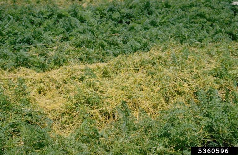 dodder (Genus Cuscuta L.)