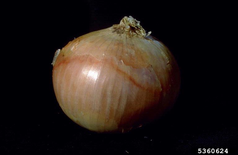 garden onion (Allium cepa L.)