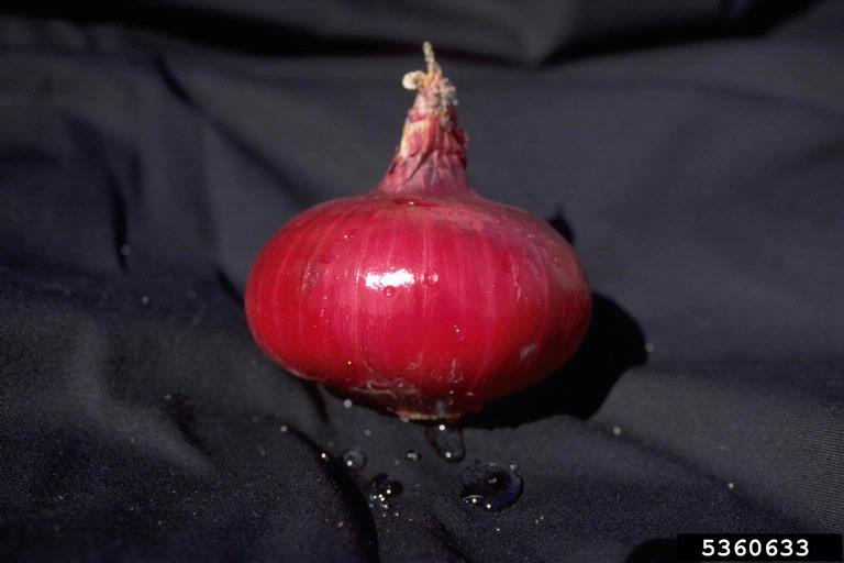 garden onion (Allium cepa)