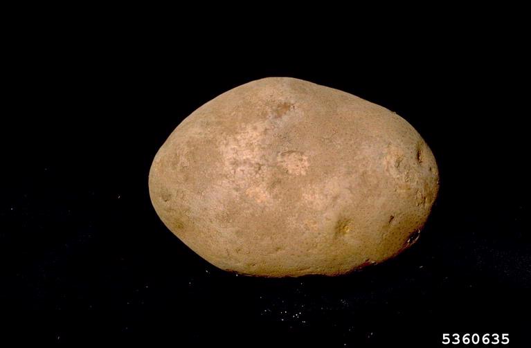 potato (Solanum tuberosum)