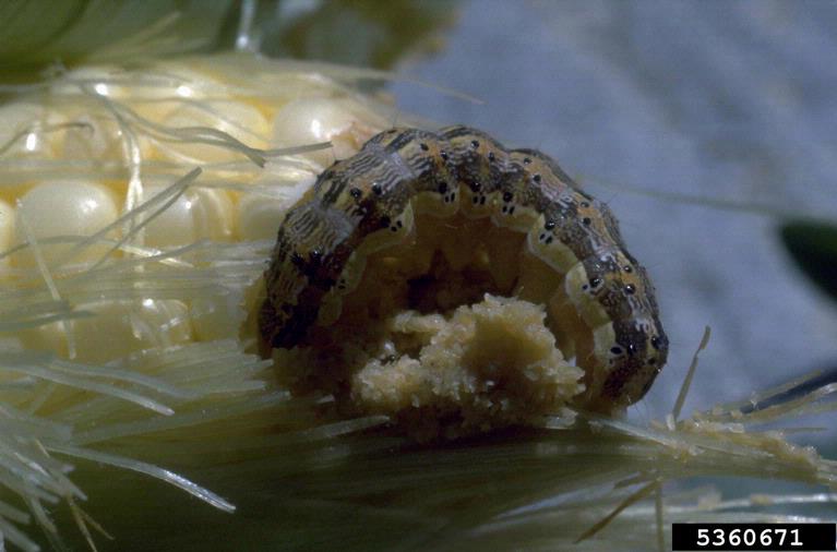 corn earworm, tomato fruitworm (Helicoverpa zea (Boddie))