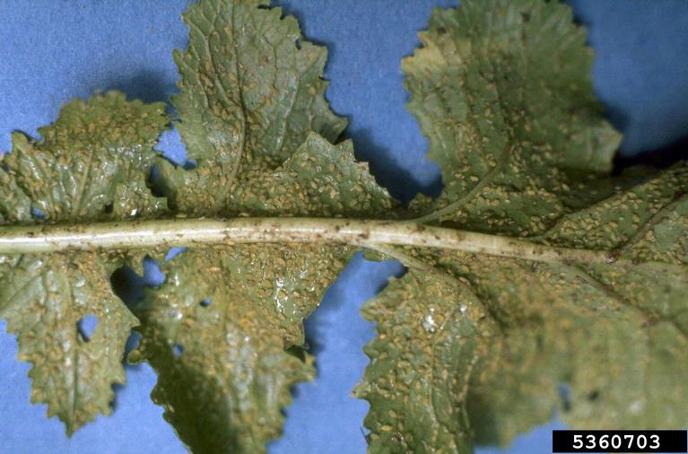 aphids (Family Aphididae)