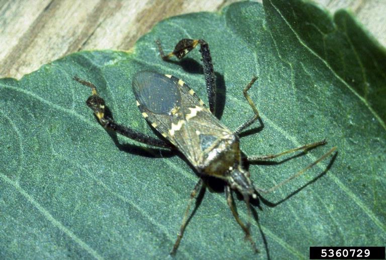 leaf-footed bugs (family Coreidae) (Family Coreidae)