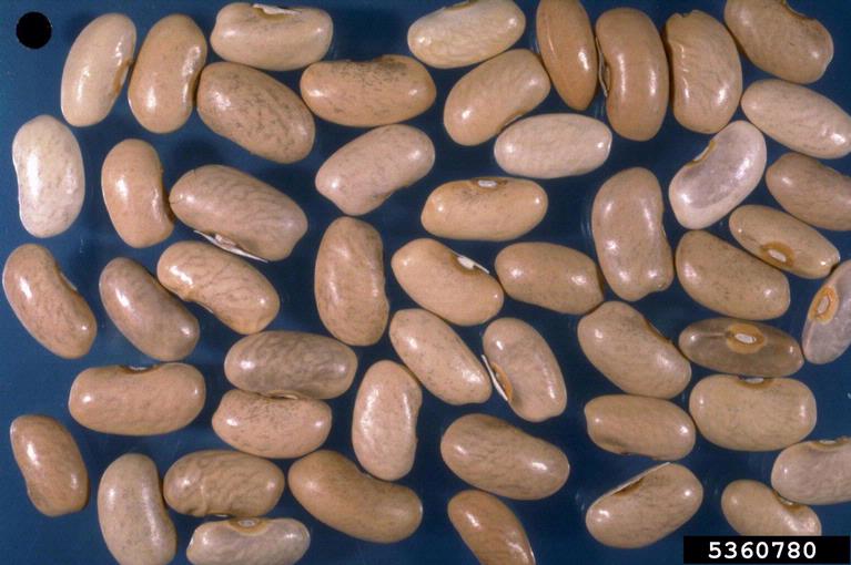 common bean (Phaseolus vulgaris L.)