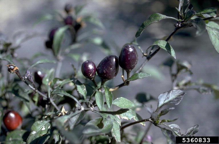 pepper (Genus Capsicum)