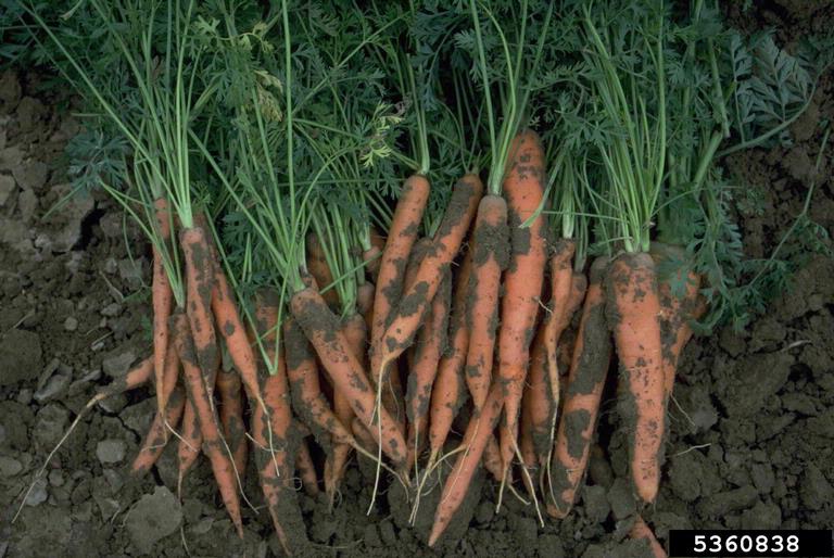 carrot (Daucus carota ssp. sativus)