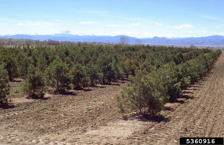 pine (Genus Pinus L.)