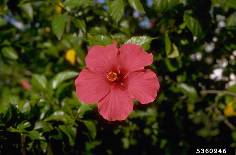 hibiscus (Genus Hibiscus)