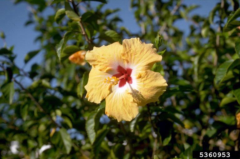 hibiscus (Genus Hibiscus L.)