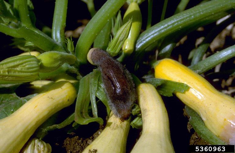 Choanephora fruit rot (Choanephora cucurbitarum)