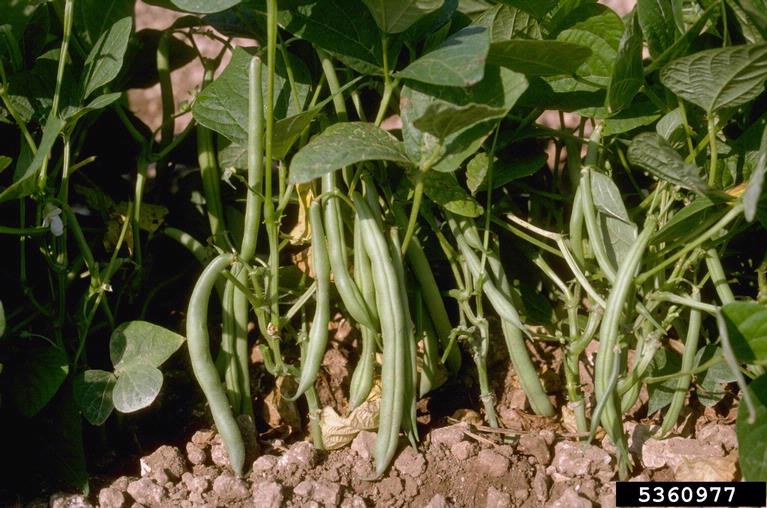 common bean (Phaseolus vulgaris)