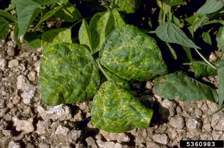 bean golden mosaic virus BGMV) (Begomovirus Bean golden mosaic virus)