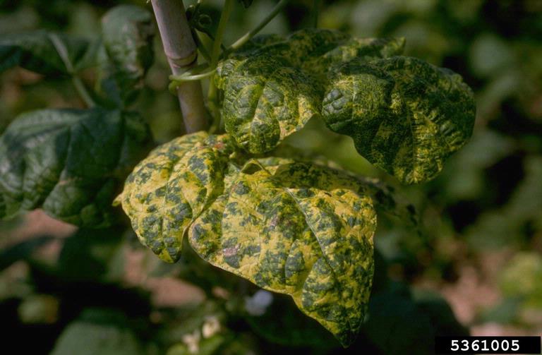bean golden mosaic virus BGMV) (Begomovirus Bean golden mosaic virus)