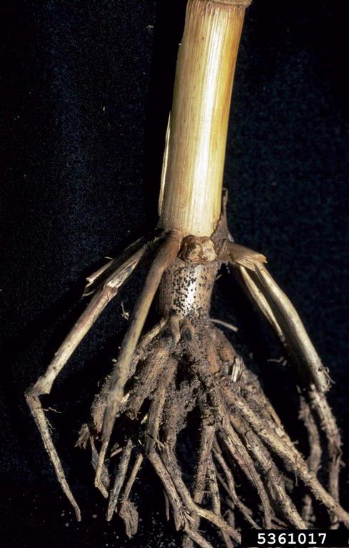 pink root rot (Setophoma terrestris)