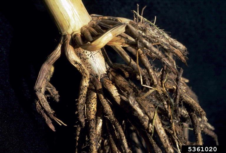 pink root rot (Setophoma terrestris (H.N. Hansen) Gruyter, Aveskamp ...