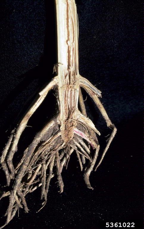pink root rot (Setophoma terrestris (H.N. Hansen) Gruyter, Aveskamp ...