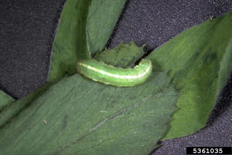 alfalfa weevil (Hypera postica (Gyllenhal, 1813))