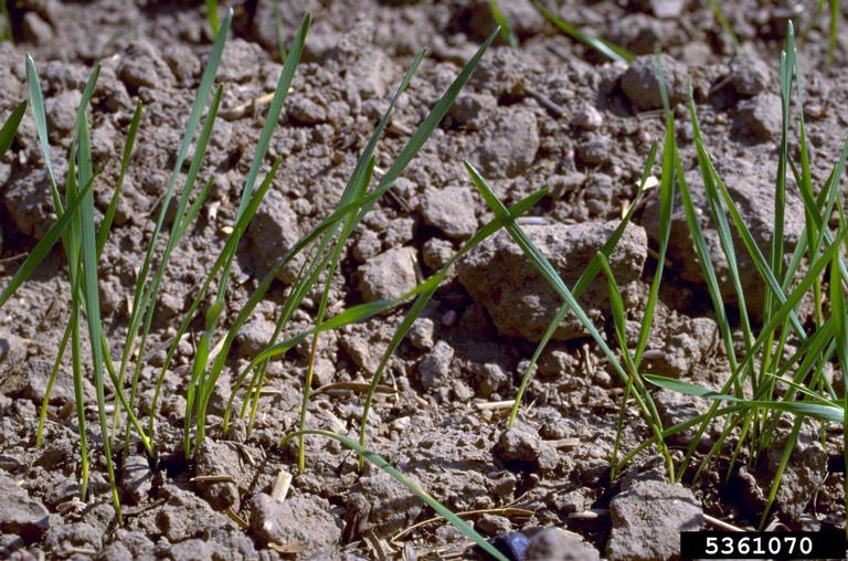 common wheat (Triticum aestivum L.)