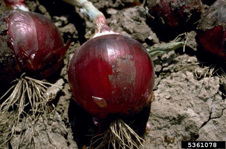 garden onion (Allium cepa)