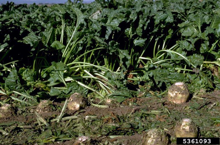 sugar beet (Beta vulgaris ssp. vulgaris (sugar beet group))