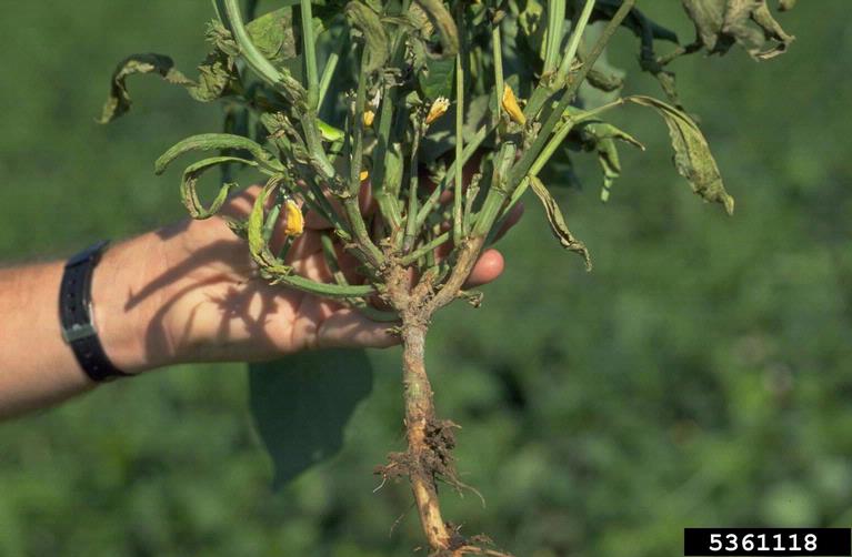 Pythium diseases (Genus Pythium)