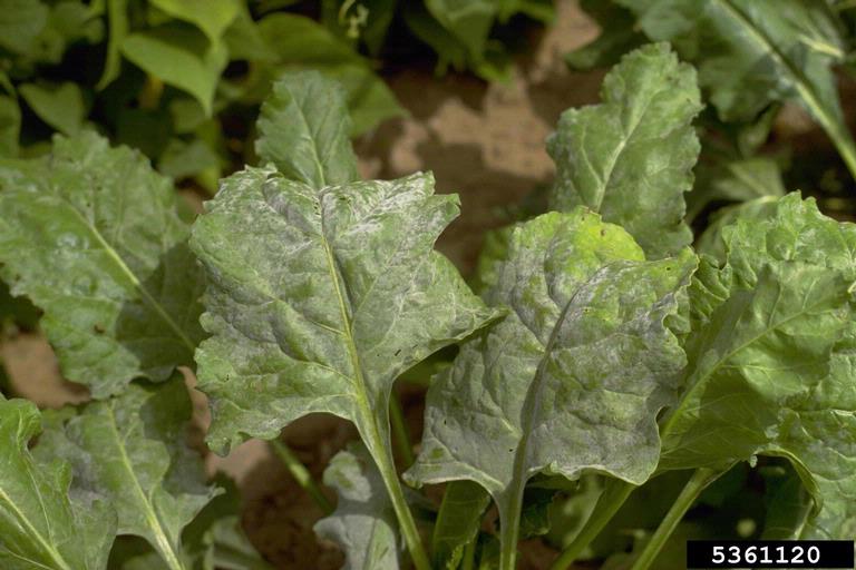 powdery mildews (Family Erysiphaceae)
