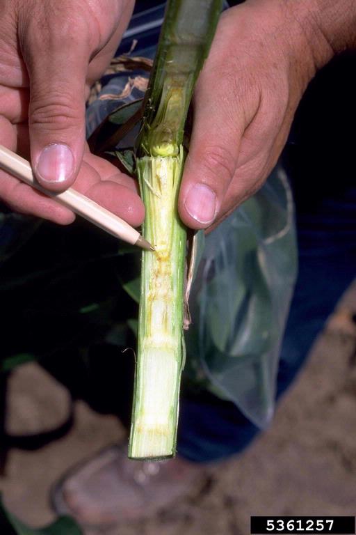 Goss' bacterial wilt (Clavibacter michiganensis ssp. nebraskensis)