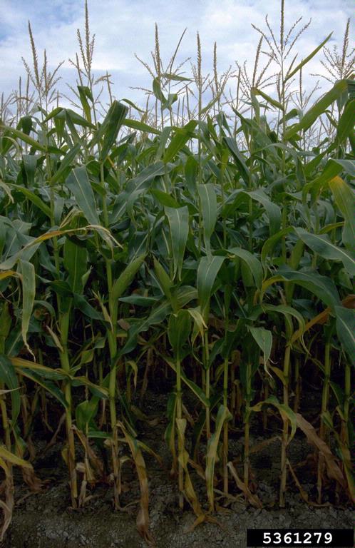 corn (Zea mays L.)
