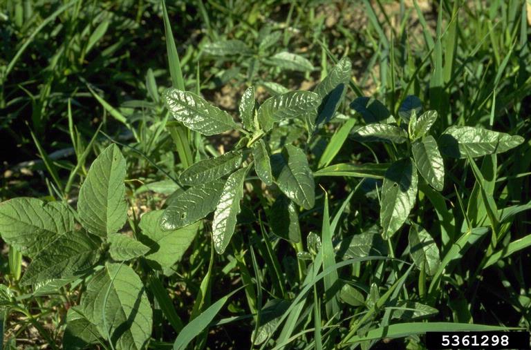 redroot pigweed (Amaranthus retroflexus)