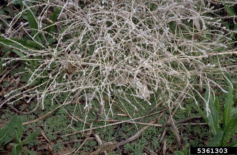 Mexican fireweed (Bassia scoparia)