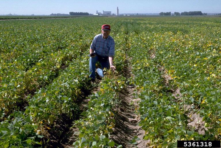 common bean (Phaseolus vulgaris L.)