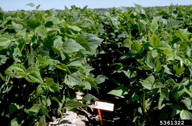 common bean (Phaseolus vulgaris L.)