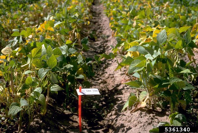 common bean (Phaseolus vulgaris)