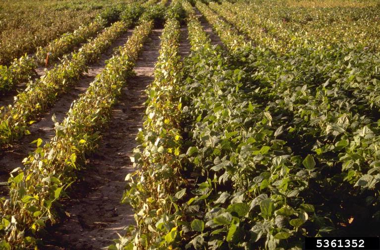 common bean (Phaseolus vulgaris)