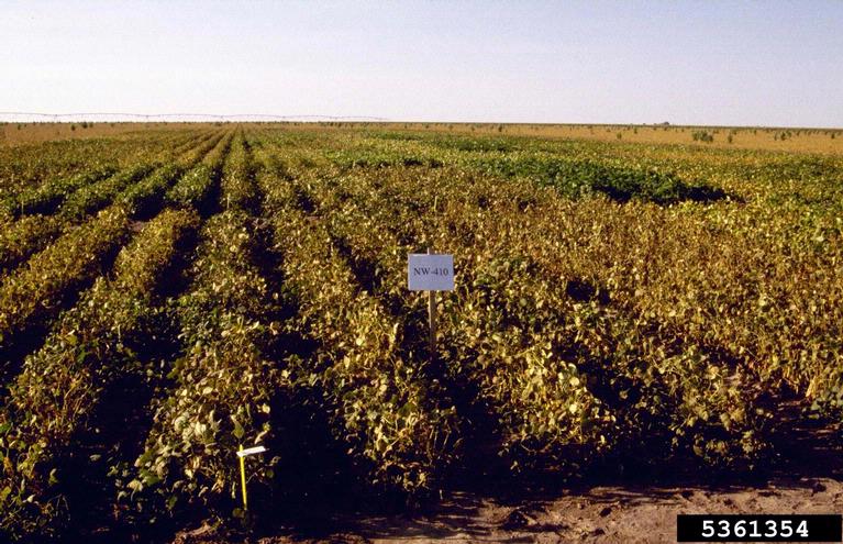 common bean (Phaseolus vulgaris)