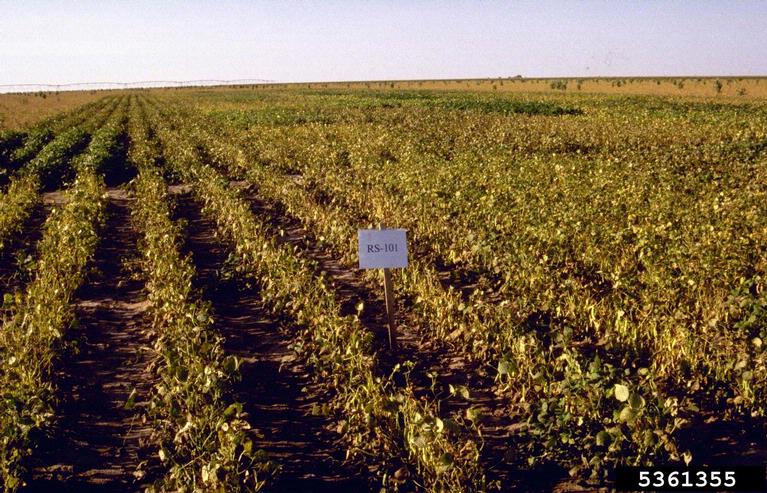 common bean (Phaseolus vulgaris)