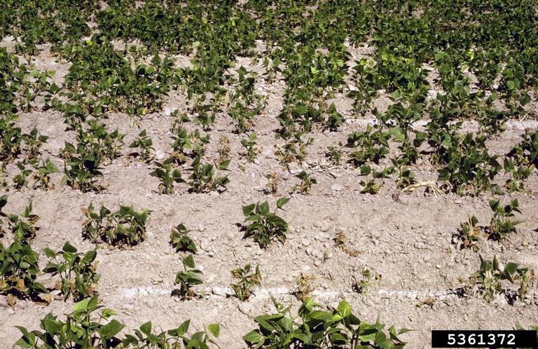 Rhizoctonia damping-off, blight and rot (Rhizoctonia solani ) on common ...