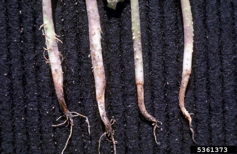 Pythium diseases (Genus Pythium)