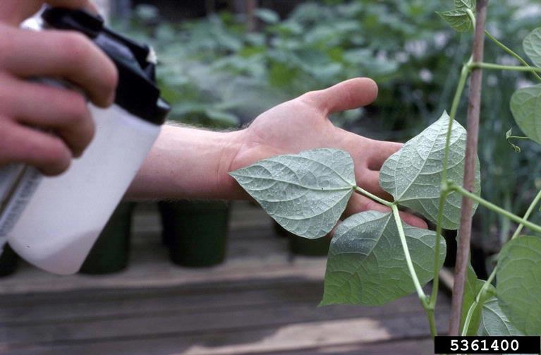 dry bean rust (Uromyces appendiculatus F. Strauss)