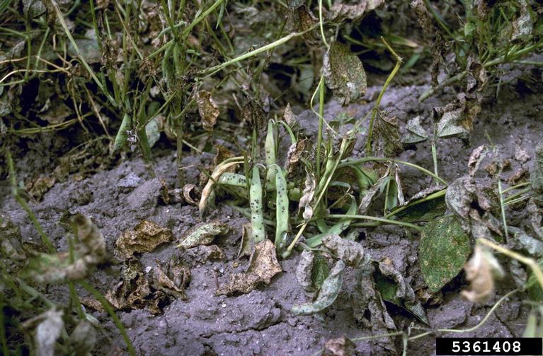 dry bean rust (Uromyces appendiculatus F. Strauss)