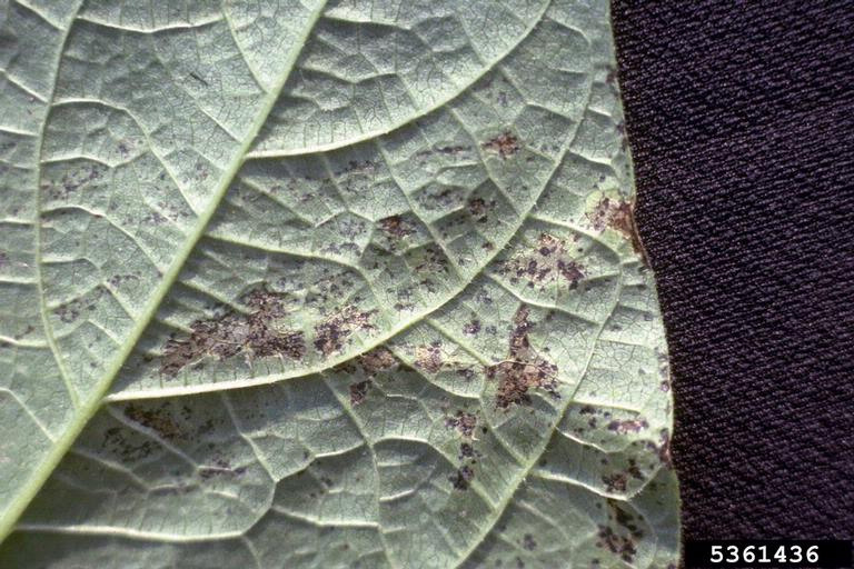 Common bacterial blight of beans, fuscous blight (Xanthomonas ...