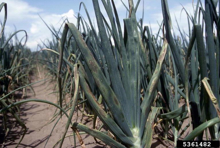 downy mildew (Peronospora destructor (Berk.) Casp. ex Berk.)