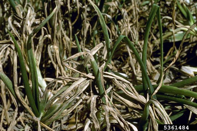 downy mildew (Peronospora destructor)