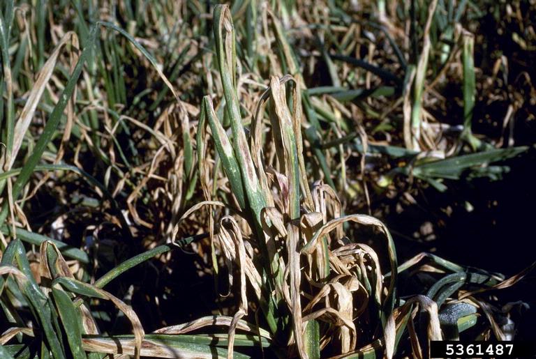 purple blotch (Alternaria porri)